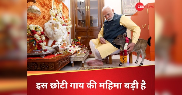 PM Narendra Modi Small Cow Details: Punganur Cow why so special size ...