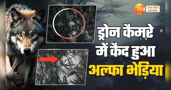 bahraich bhediya attack man eating wolf captured on drone camera during ...
