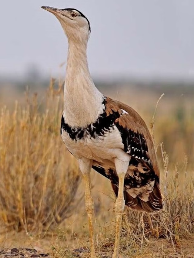 Godawan bird knows secrets of Sawai madhopur Great Indian bustard ...