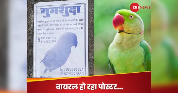 Missing Parrot Poster viral on social media, declares Rs 10000 reward ...