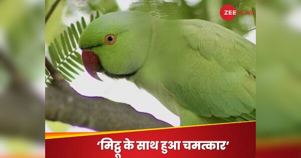 Parrot Undergoes Successful 20 gram Tumor Surgery in Satna madhya ...