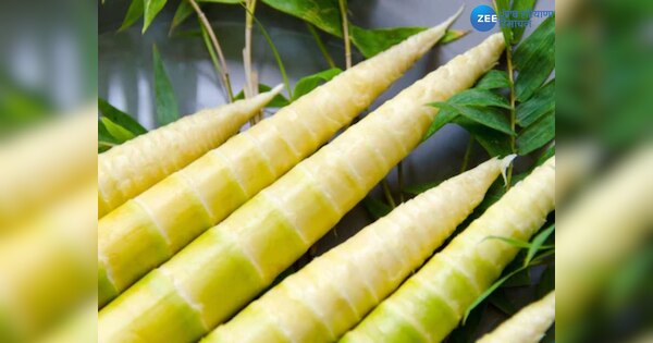 Bamboo Shoots: ਬੈਂਬੂ ਸ਼ੂਟ ਸਰੀਰ ਲਈ ਬਹੁਤ ਲਾਭਦਾਇਕ, ਇਸਨੂੰ ਖਾਣ ਦੇ ਹੁੰਦੇ ਕਈ ਫਾਇਦੇ