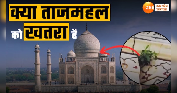 peepal plant grew on dom of tajmahal of agra people questions on asi video viral | Video खतरे ...