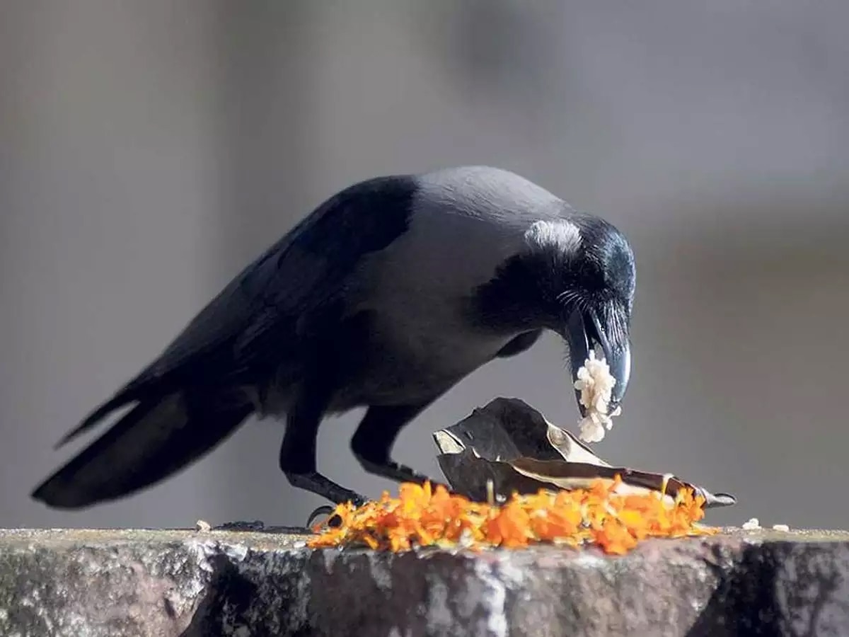 What is the significance of Crow in Shradh | पितृ पक्ष में कौवे को क्या ...