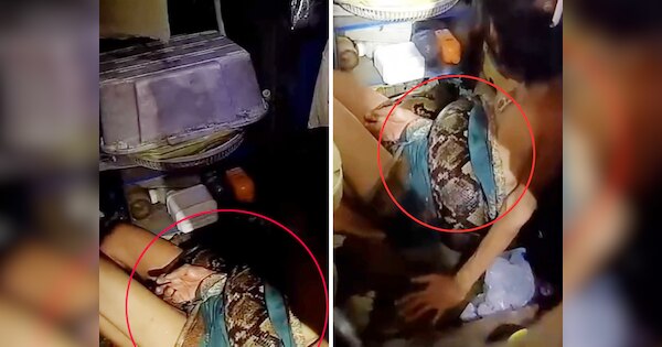 13 feet long python strangled women in thailand almost 2 hours | महिला ...