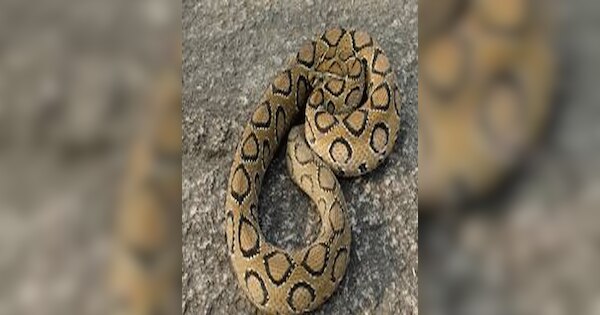 Rajasthan most poisonous snake Russells Viper gives birth to child like ...