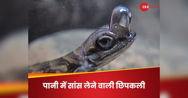 Water Anoles Use Scuba Tank, An Air Bubble Over Nostrils To Breathe ...