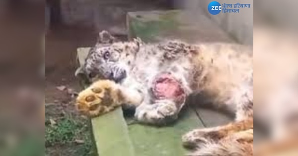 Snow leopard in Shimla Kufri Zoo suffers from cancer, wildlife dept ...
