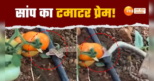 snake seen biting on tomato in crop field video viral shakahari saanp ...