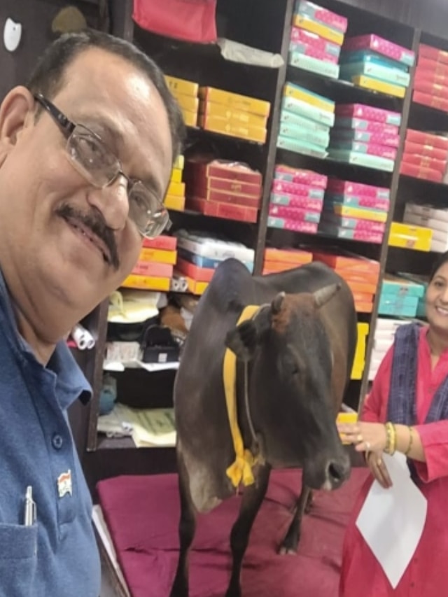 Chhattisgarh News Unique Showroom in Raipur The cow sits on the master ...