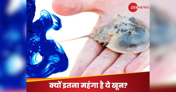 Horseshoe crab blood blue in color not red and used in biomedical ...