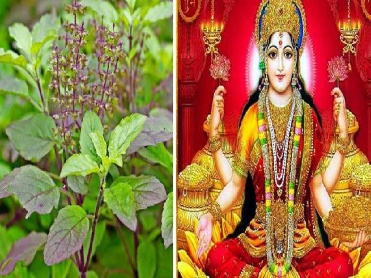 dhan prapti tips to keep your home locker always full of money try these amazing upay with tulsi ...