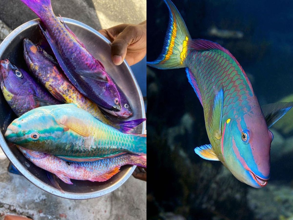 GK Parrot Fish teeth stronger than humans special tota machhali changes ...