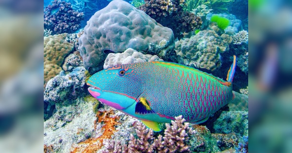 GK Parrot Fish teeth stronger than humans special tota machhali changes ...