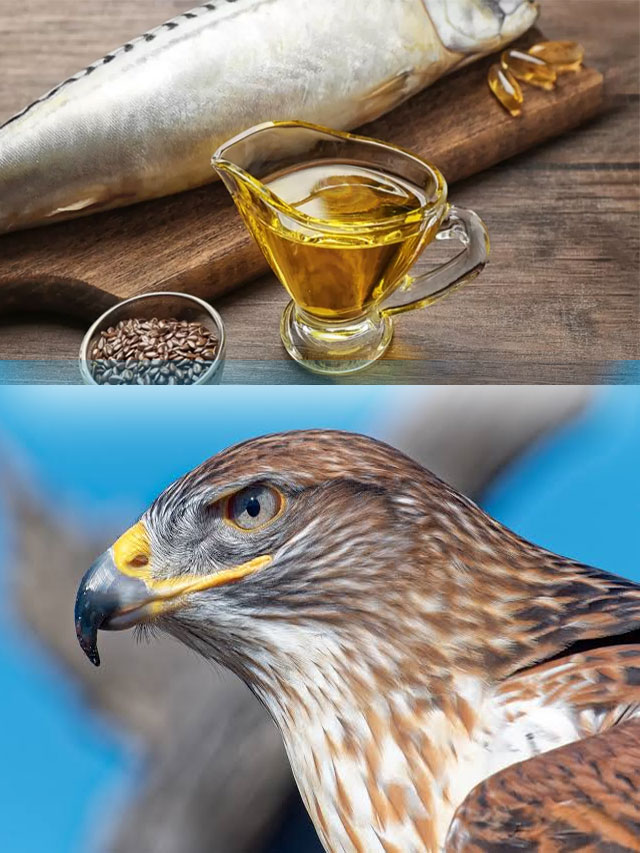 Fish Oil: बाज के जैसी हो जाएगी नजर, मछली के तेल के सेवन से होते हैं 8 ...
