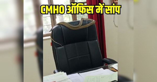 Bharatpur news snake was seen sitting on chair in chamber of CMHO office | CMHO ऑफिस में घुसा ...