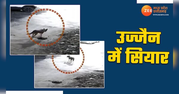 video of a dangerous jackal in ujjain is going viral | उज्जैन की गलियों ...