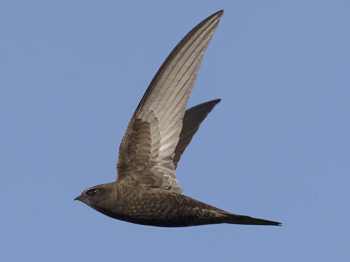devil bird common swift Flies for months without landing speed 112 km ...