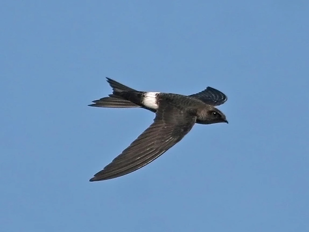 devil bird common swift Flies for months without landing speed 112 km ...