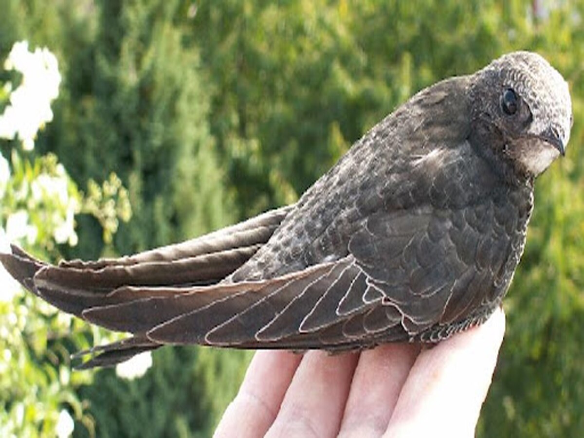 devil bird common swift Flies for months without landing speed 112 km ...