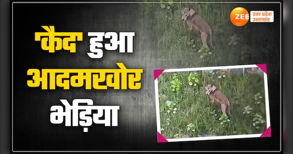 Bahraich wolf video another man eating wolf captured on camera in Mahsi ...