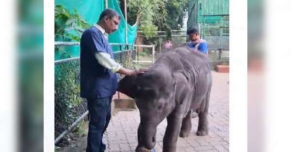 elephant abhi of nandankanan zoo dies of harpes