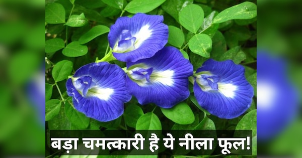 aparajita flower upay do these simple remedies of aparajita flower to ...