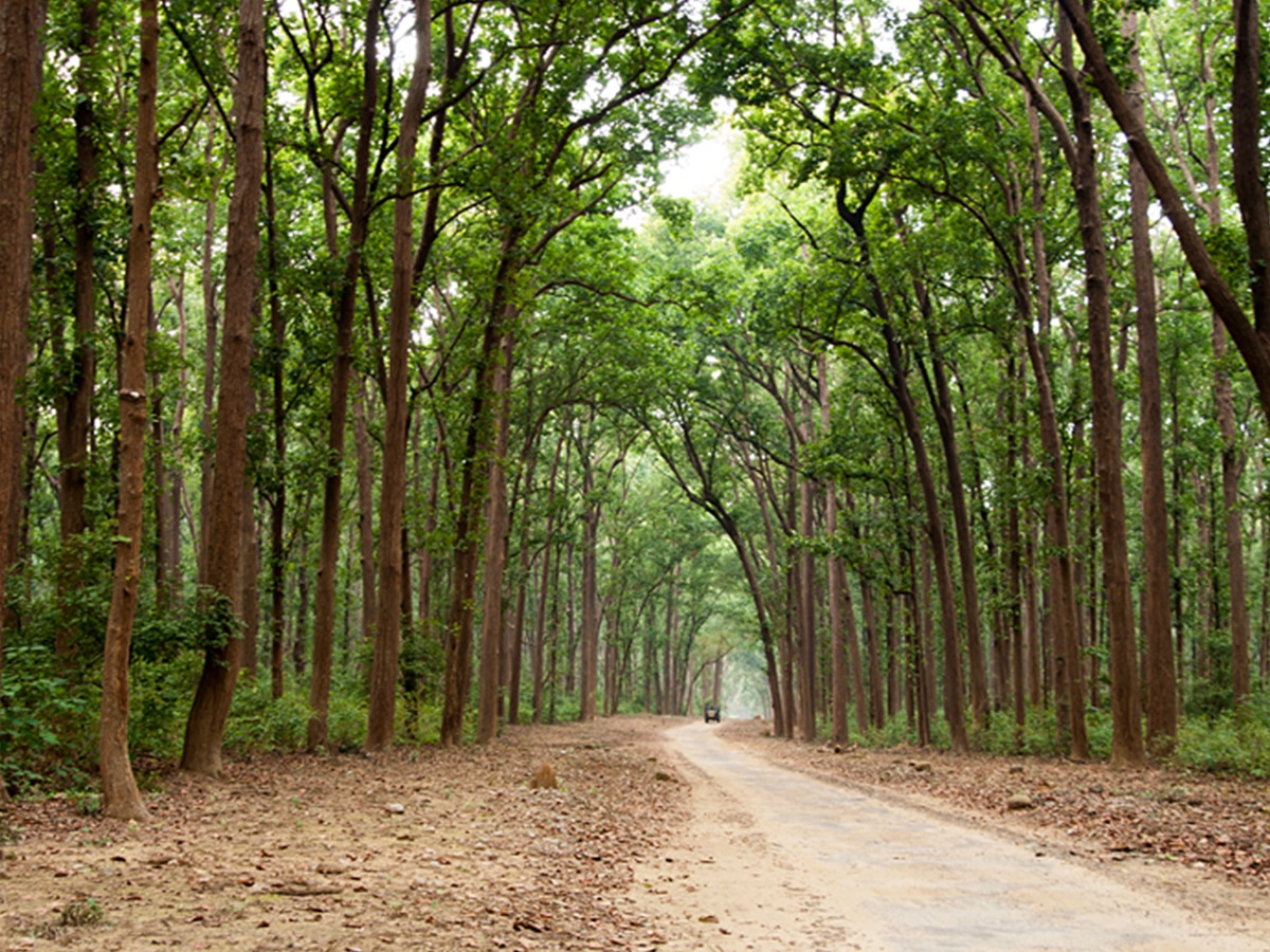 Farming Tips how to grow commercial wood plants sal teak rosewood ...