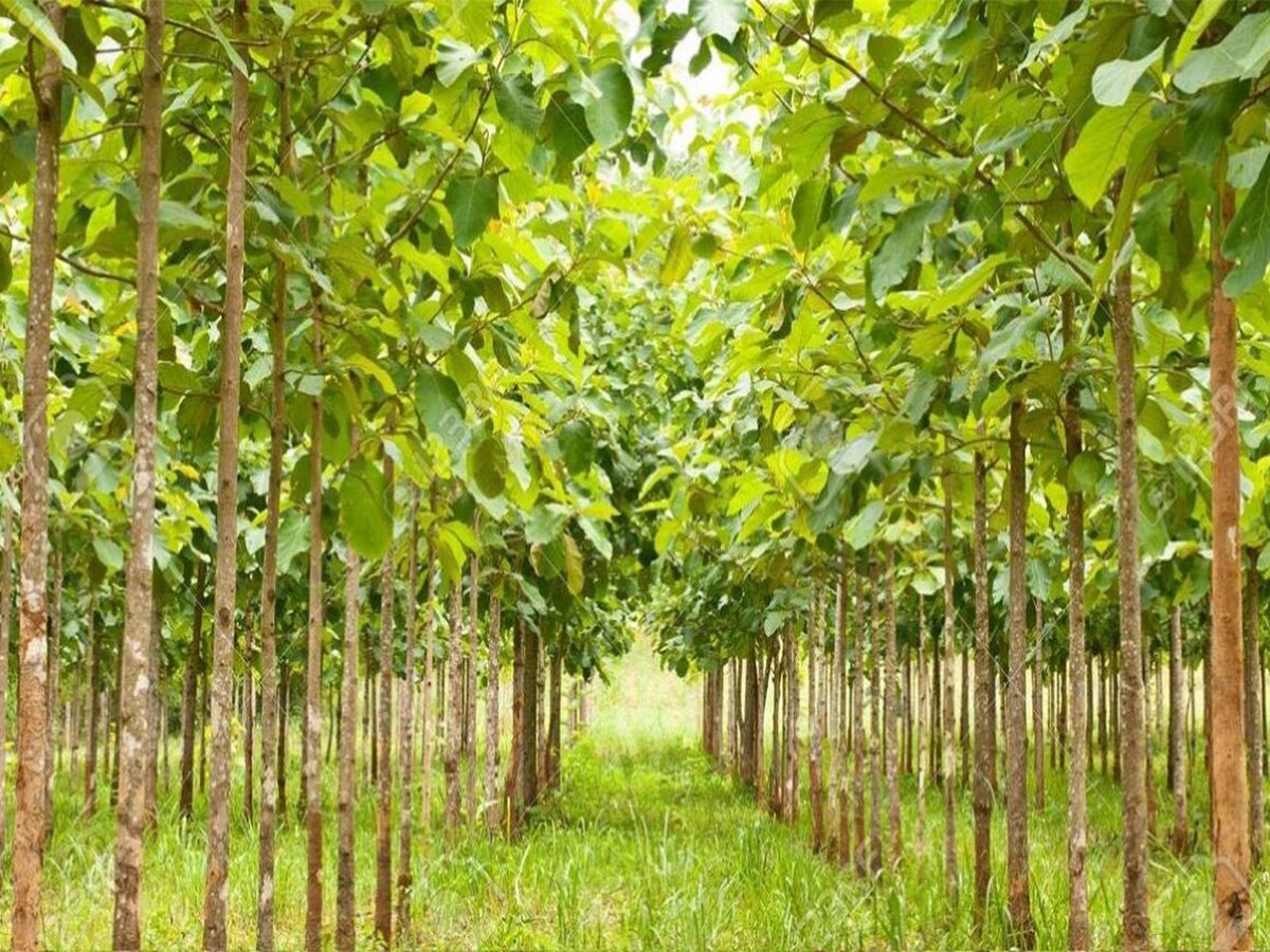 Farming Tips how to grow commercial wood plants sal teak rosewood ...