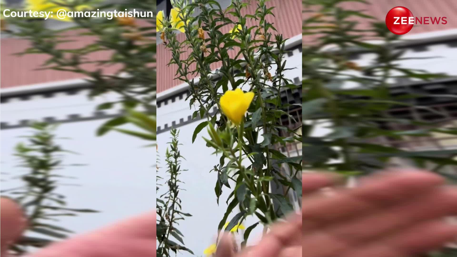 flower bloom on sound of clapping surprising video going viral users ...