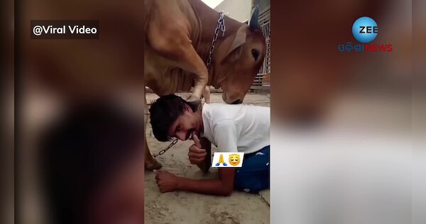 Cow and human unique relationship video goes viral