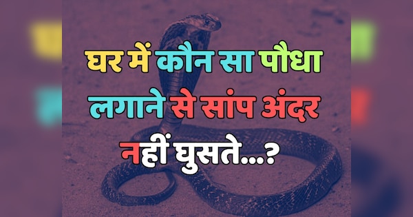 Trending Quiz घर में कौन सा पौधा लगाने से सांप अंदर नहीं घुसते