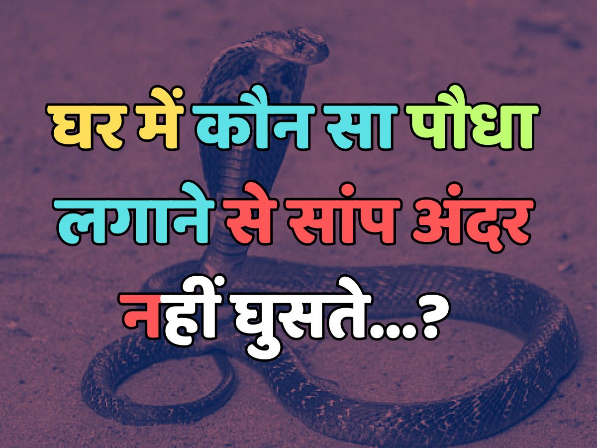 Trending Quiz घर में कौन सा पौधा लगाने से सांप अंदर नहीं घुसते