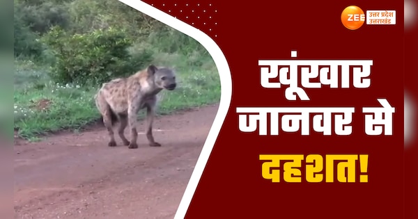 dreaded animal like bhediya hyena seen in Kanpur village video goes ...
