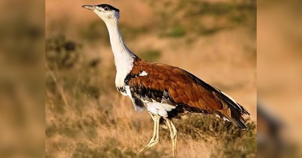 Conservation of Godawan Rajasthan Efforts to Save Great Indian Bustard ...