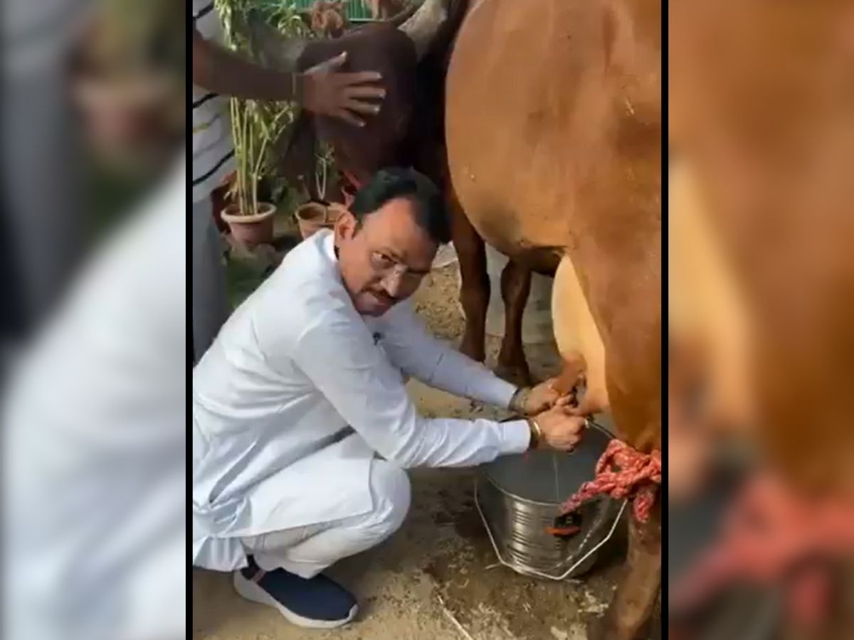 Viral Video Deputy CM Premchand Bairwa was seen milking cow | गाय दुहते ...