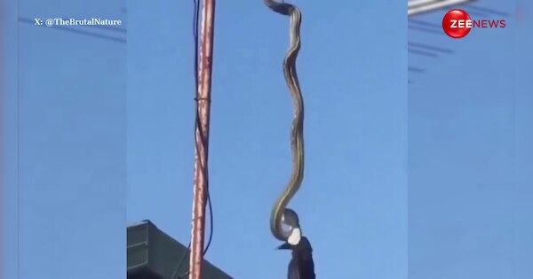 python hanging on electric pole caught the crow in air what happened ...
