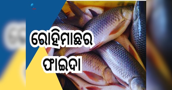 Rohi Fish Benefits: ରୋହି ମାଛରେ ରହିଛି ଭରପୂର ପୋଷକ ତତ୍ତ୍ୱ, ଦୂର କରିଥାଏ ...