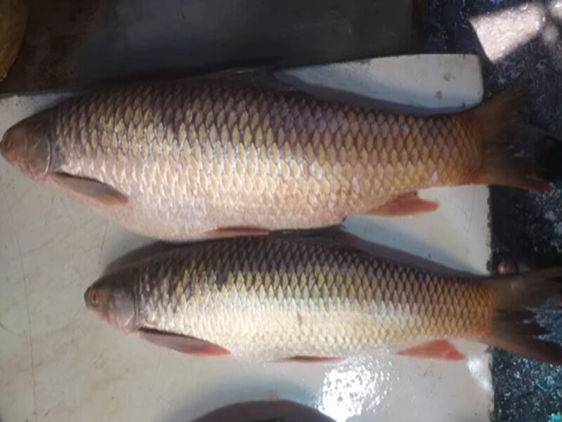 Rohi Fish Benefits: ରୋହି ମାଛରେ ରହିଛି ଭରପୂର ପୋଷକ ତତ୍ତ୍ୱ, ଦୂର କରିଥାଏ ...