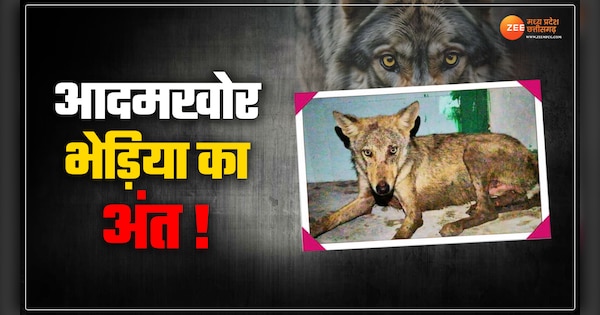 bahraich bhediya attack mahsi villagers killed man eating wolf by ...