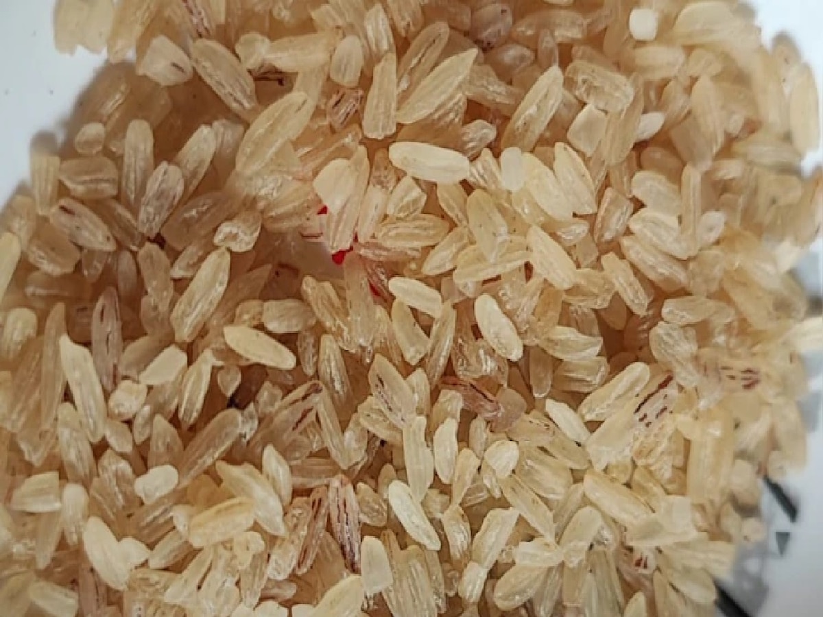 bihar these famous magic sticky govind bhog sonachur katarni marcha ...