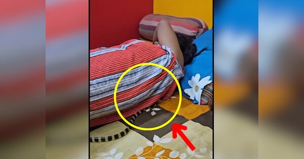 King Cobra Video snake entered bed of sleeping woman | सो रही महिला के ...