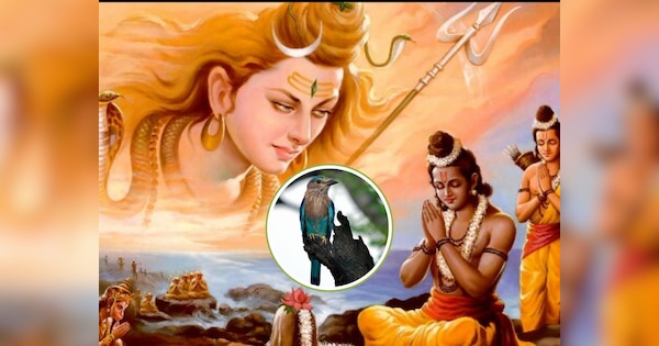 Why do we see Neelkanth on Dussehra | Which bird is auspicious in ...