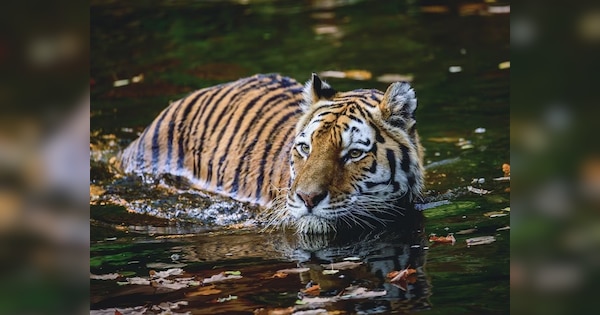 Bihar Second Tiger Reserve to be built in Kaimur Wildlife Sanctuary ...