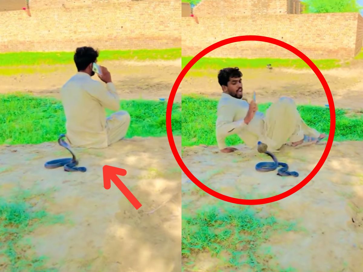 Video of poisonous snake or King cobra sitting behind man goes viral ...