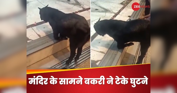 Goat Praying In Temple by kneel down Viral video | बकरी ने मंदिर के ...