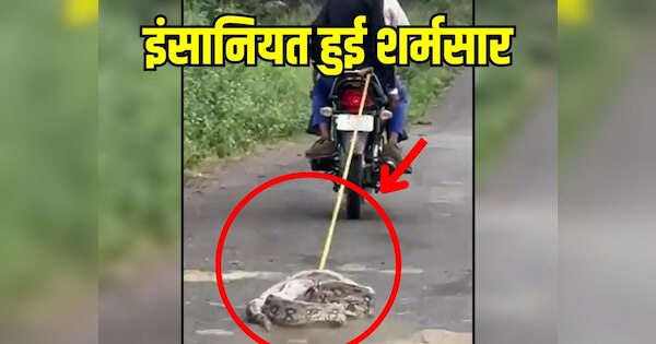 Banshwara News Video of dragging python tied to bike goes viral ...