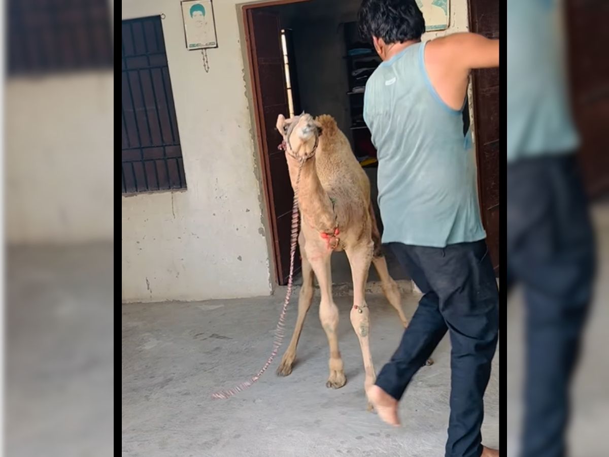Viral Video song started playing baby camel started dancing | Viral ...