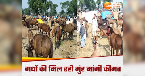 barabanki animal fair in deva shareef Barabanki as donkey price reaches ...