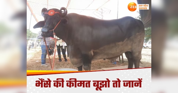 buffalo named anmol got bid for 23 crores in meerut animal fair ...